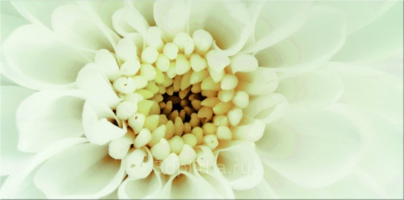Diago Inserto Flower B 29,7x60 декор от Opoczno купить керамическую ...